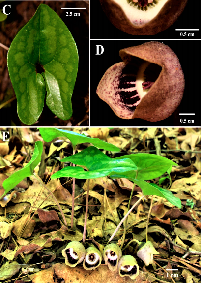 Finzel at JPII discovers new plant species - news