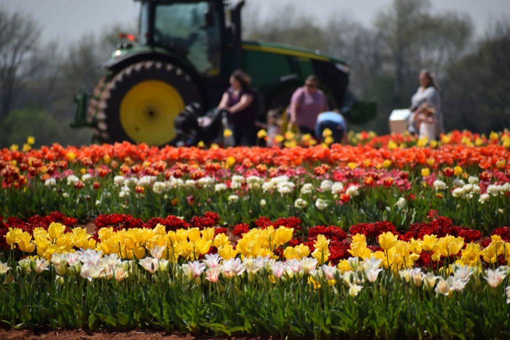 Hubert Family Farms finding success with area's first "pick your own ...