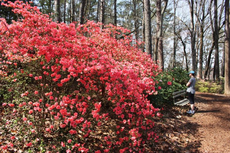 Encore! Fall Azaleas, and why fall is the best to plant all azalea ...