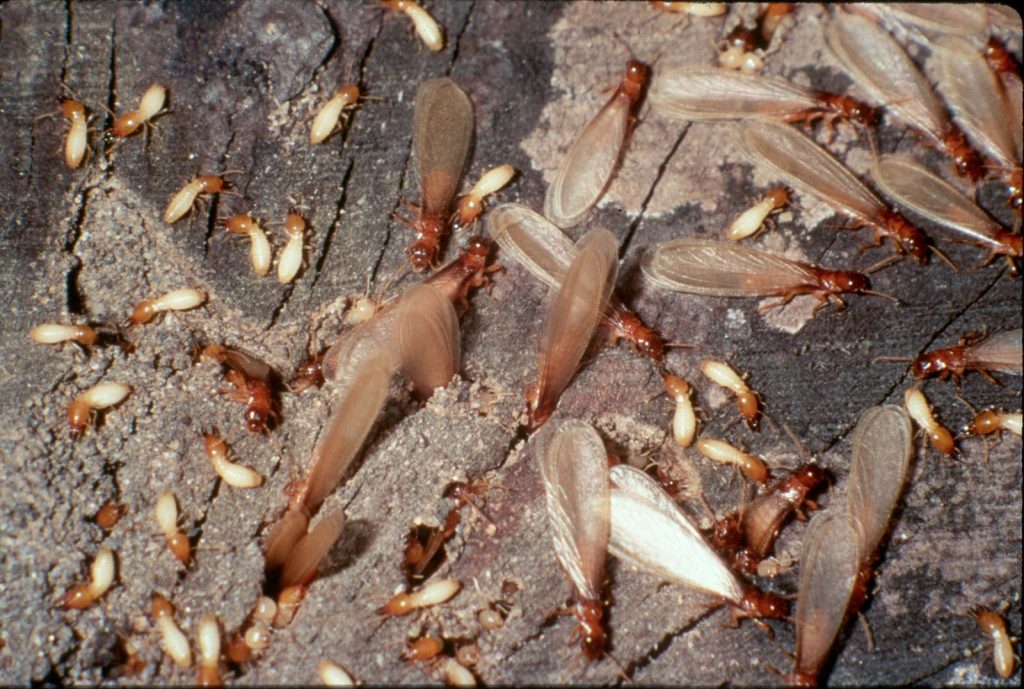 Termite swarming season begins in Alabama - news