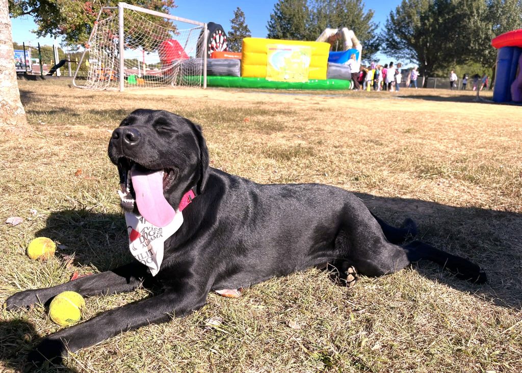 Barney, a facility dog, comforts and reassures students - news